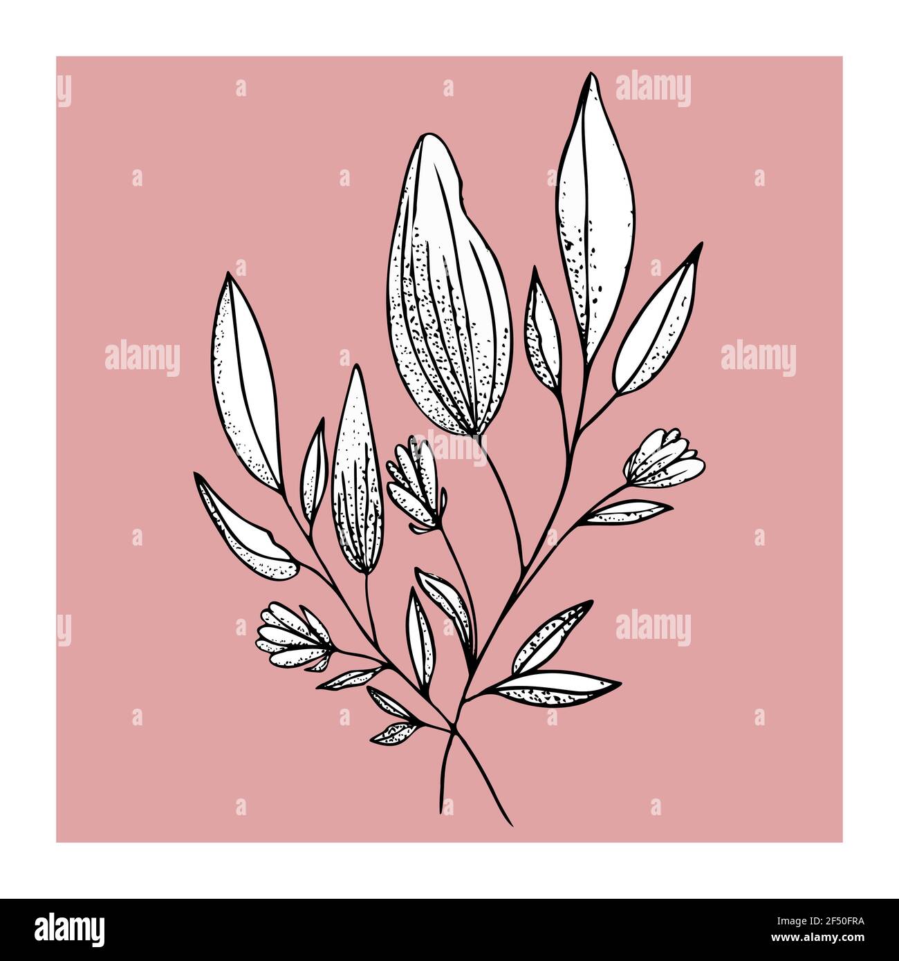 Unopened flower white background Cut Out Stock Images & Pictures - Alamy