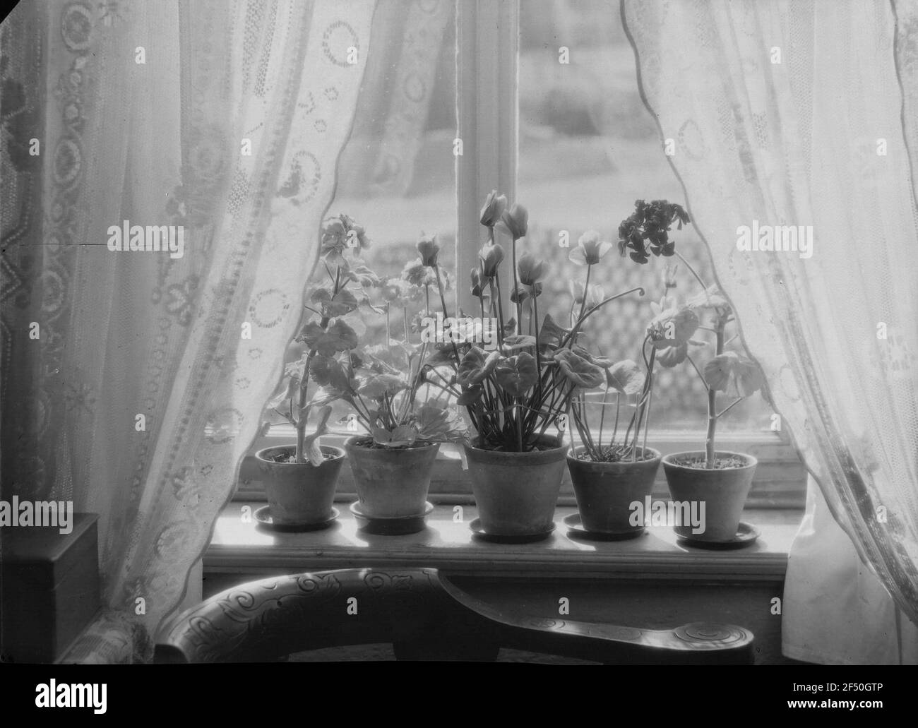 Flowers at the window Stock Photo - Alamy