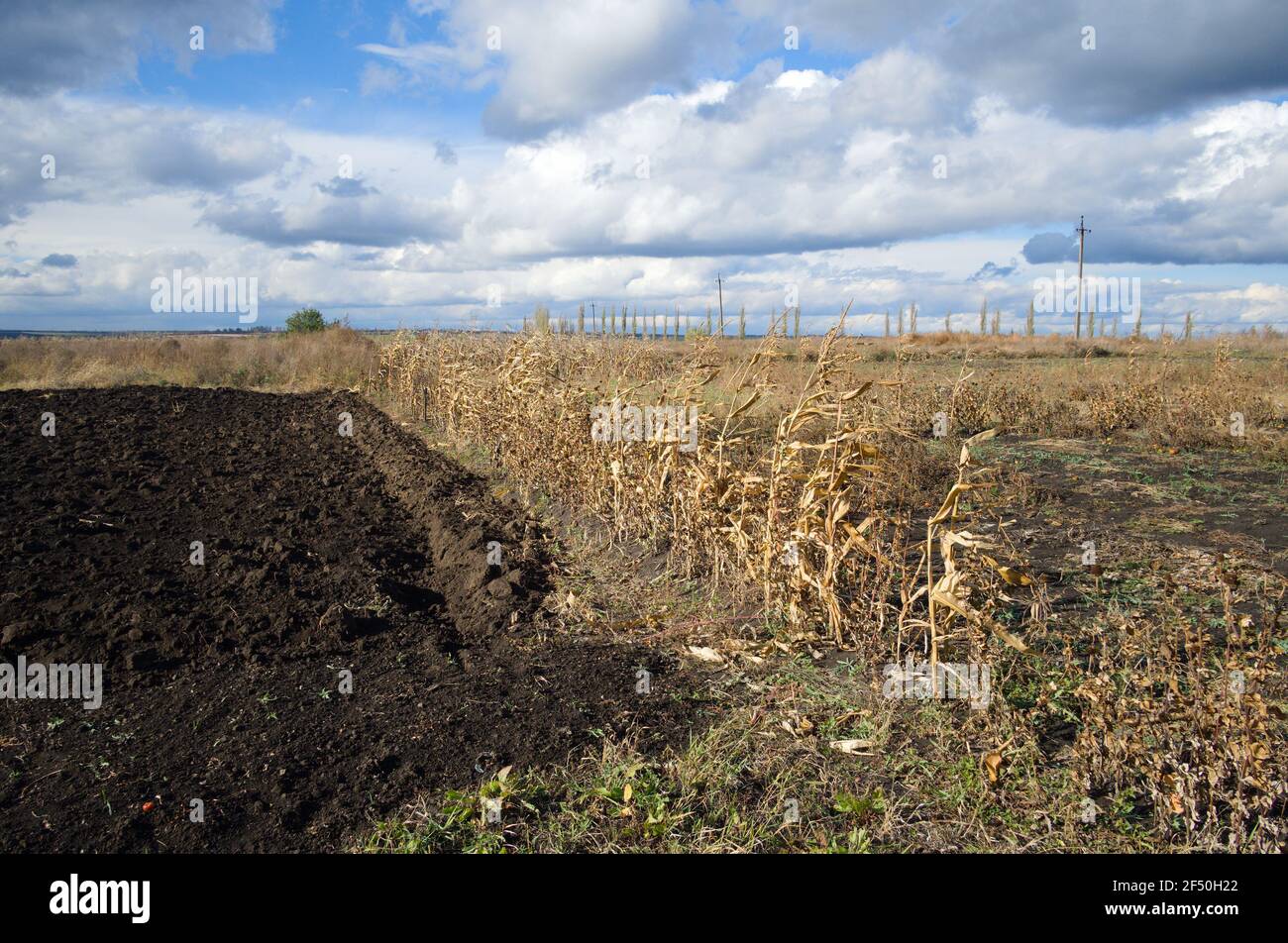 Agriculture field of dry corn plant against cloudy blue sky. Harvesting ...