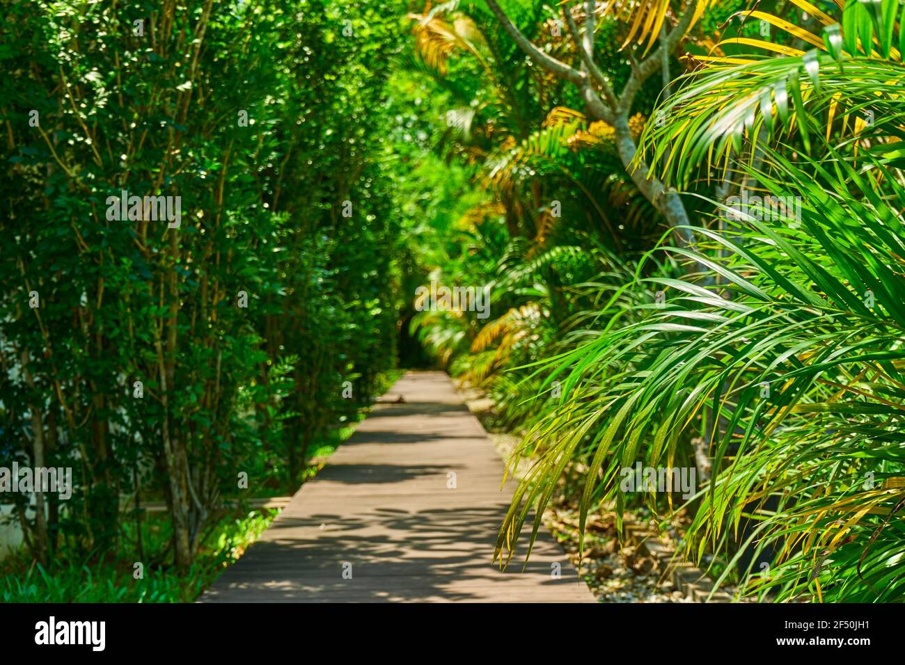 Dense undergrowth garden with walkway hi-res stock photography and ...
