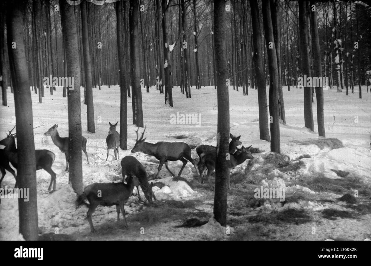 At the wild feeding at the corpse path in the beech stock Stock Photo ...