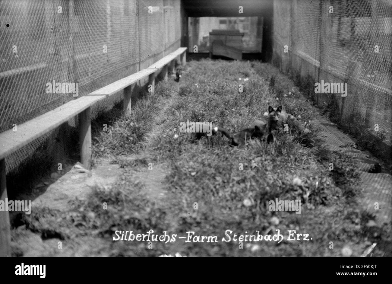 Silver fox farm - plant with foxes Stock Photo - Alamy