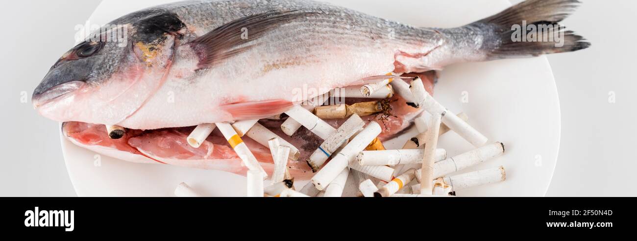 gutted fish near cigarette ends on white plate, ecology concept, banner ...