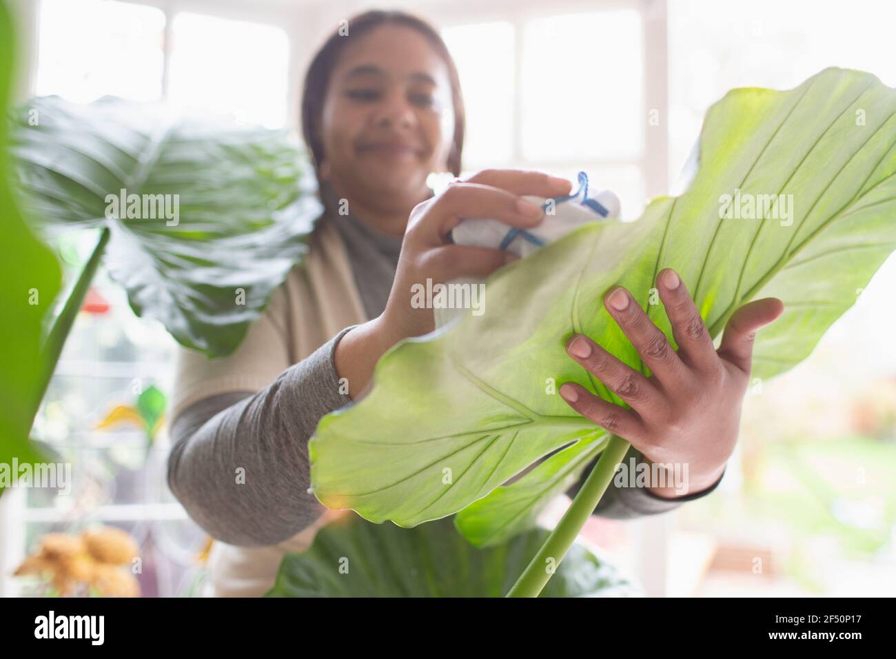Cleaning plant leaf hi-res stock photography and images - Alamy