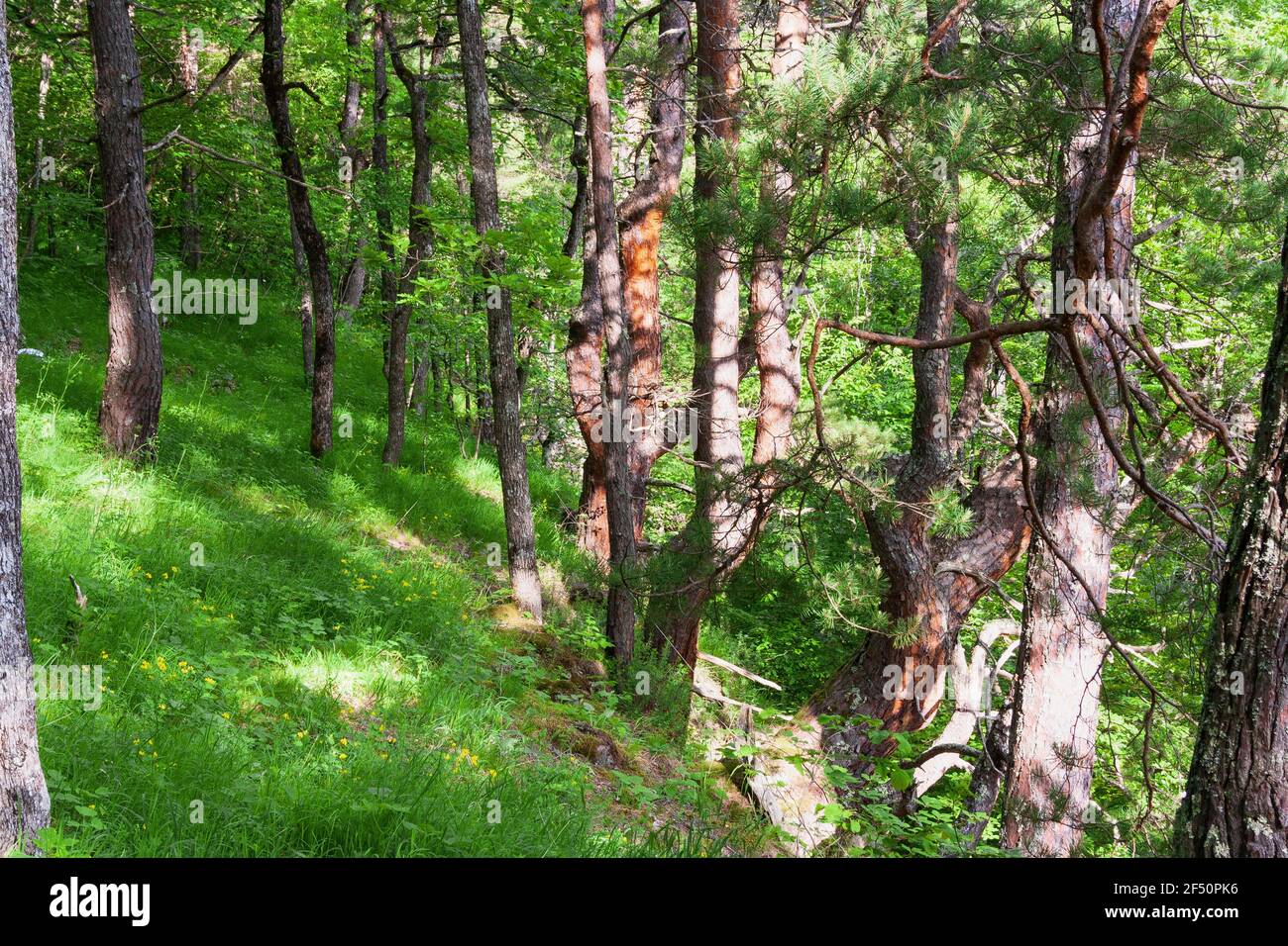 spring forest with lush green vegetation, leaves and grass Stock Photo ...