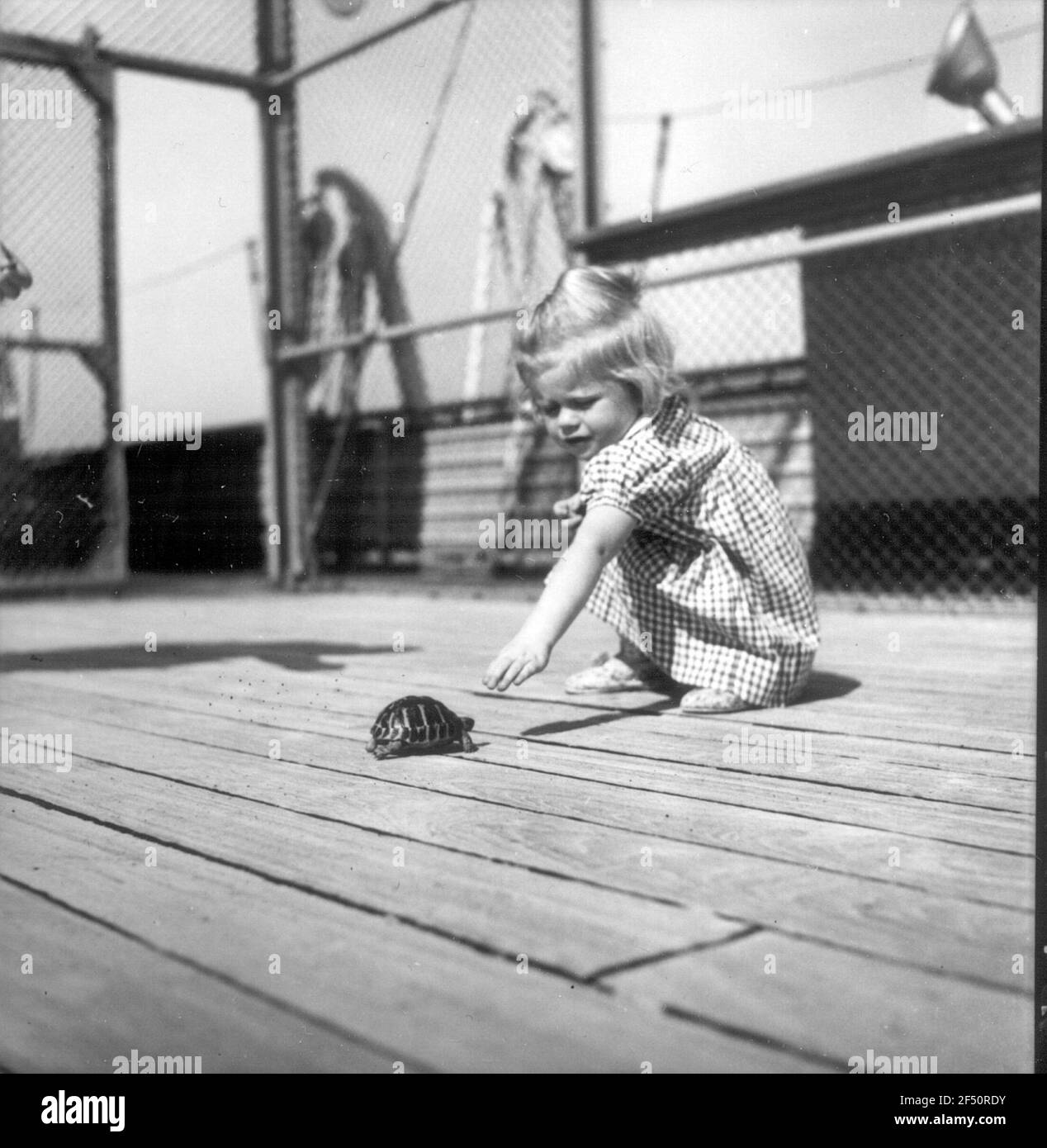Children's pictures. Little girl with turtle on deck of a passenger ...