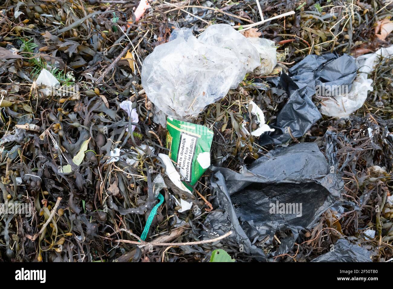 plastic marine litter mixed with seaweed washed up on beach in Arrochar ...