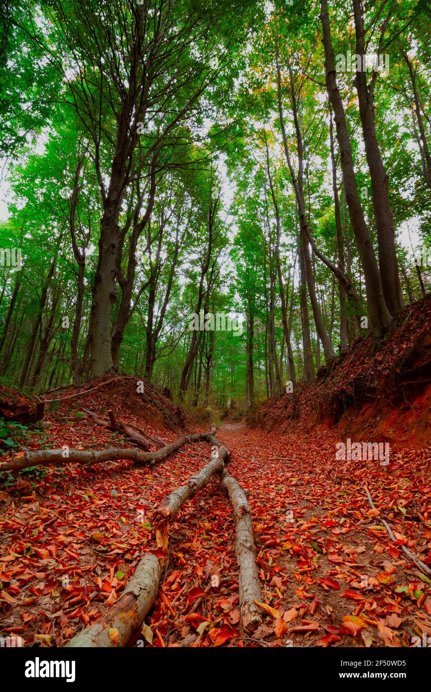 Path in the forest covered with fallen leaves and tree trunks at autumn ...