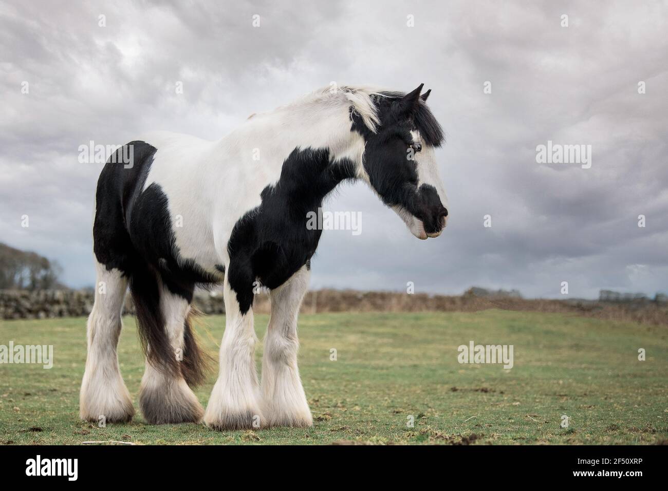 Black and white gypsy horse hi-res stock photography and images - Alamy