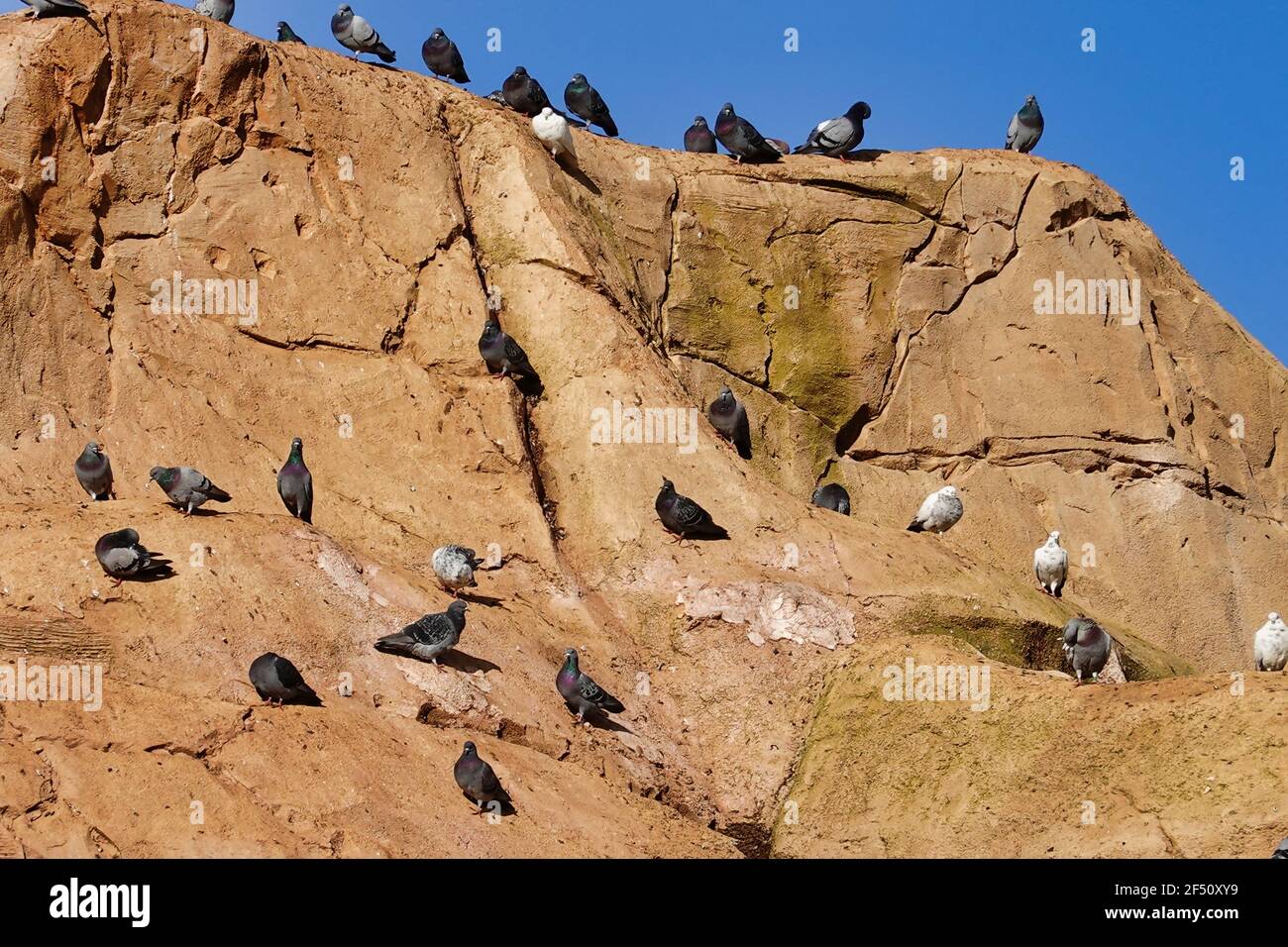 Beautiful shot of a family of pigeons sitting on a cliff Stock Photo ...
