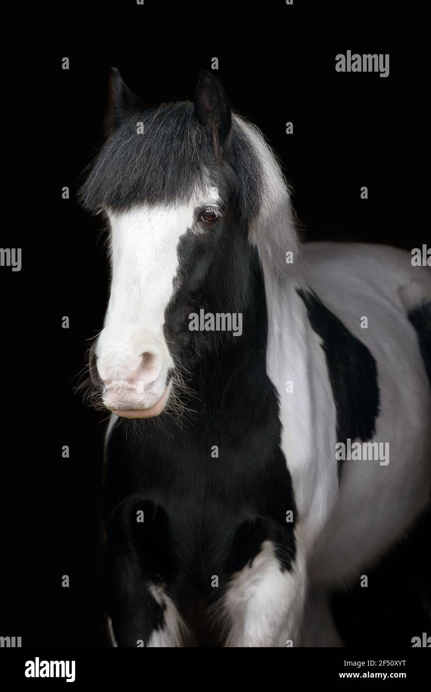 Black and White Cob Horse Stock Photo - Alamy