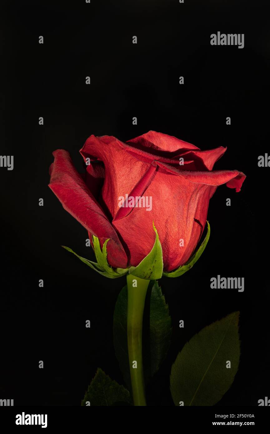 Close-up of an open red rose on a black background. Isolated. Vertical ...