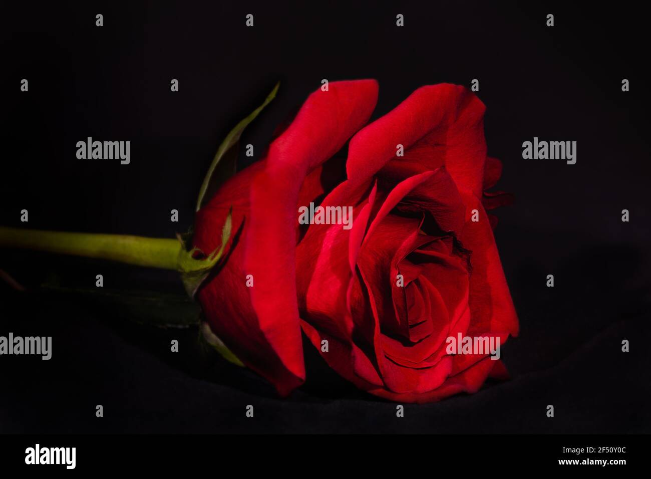 Close-up of an open red rose lying on a black background. Isolated ...