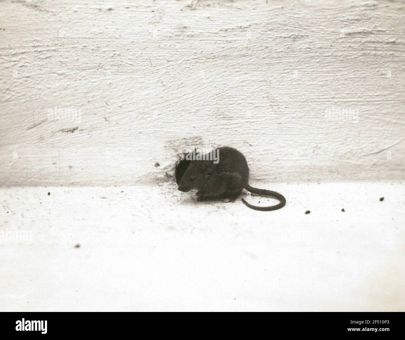 L mus hi-res stock photography and images - Alamy