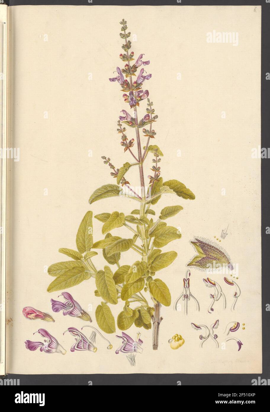 Fruit anatomy hi-res stock photography and images - Alamy