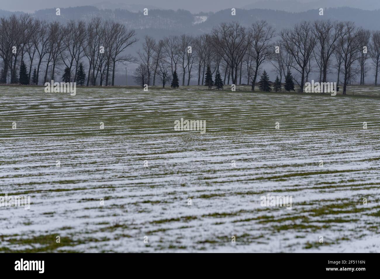 Farmland in late winter, covered with remnant snow with trees in the ...