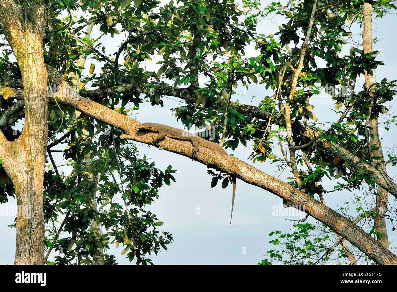 Mangrove Monitor Lizard High Resolution Stock Photography and Images ...