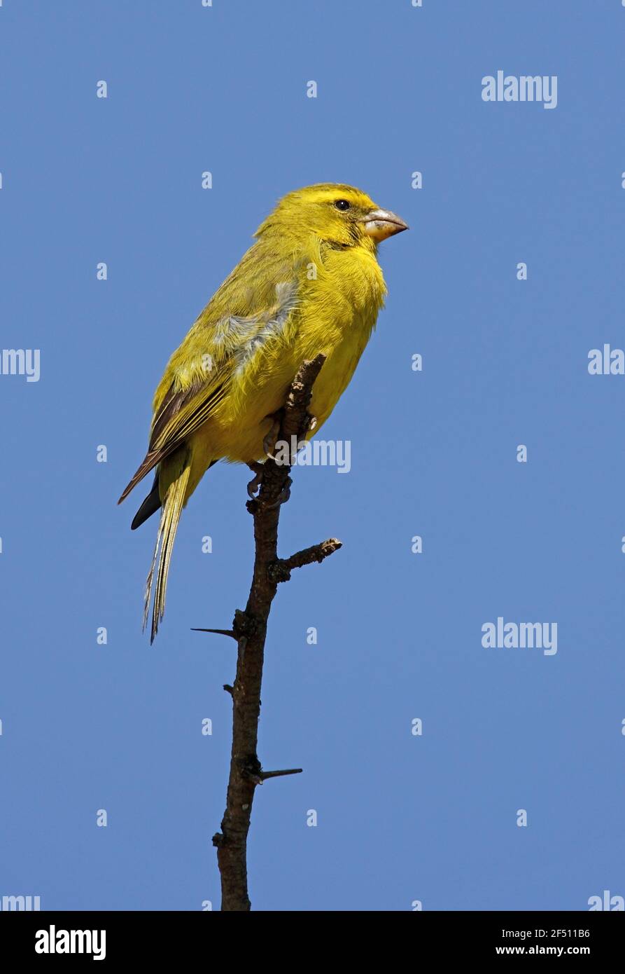 Dead canary bird hi-res stock photography and images - Alamy