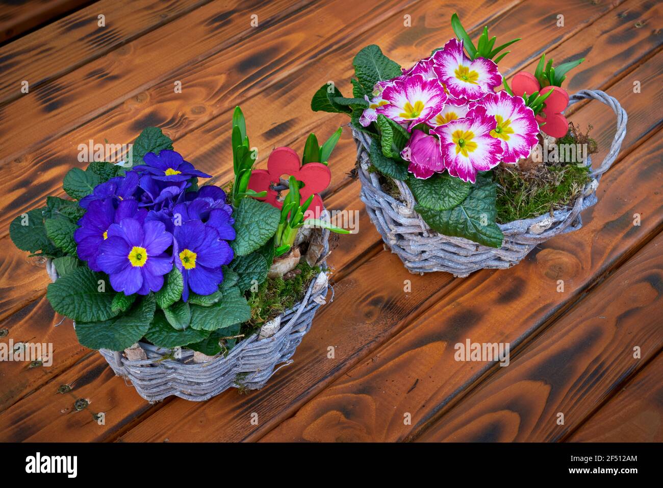 Blue and pink primrose flowers in a basket on a burnt wood table ...