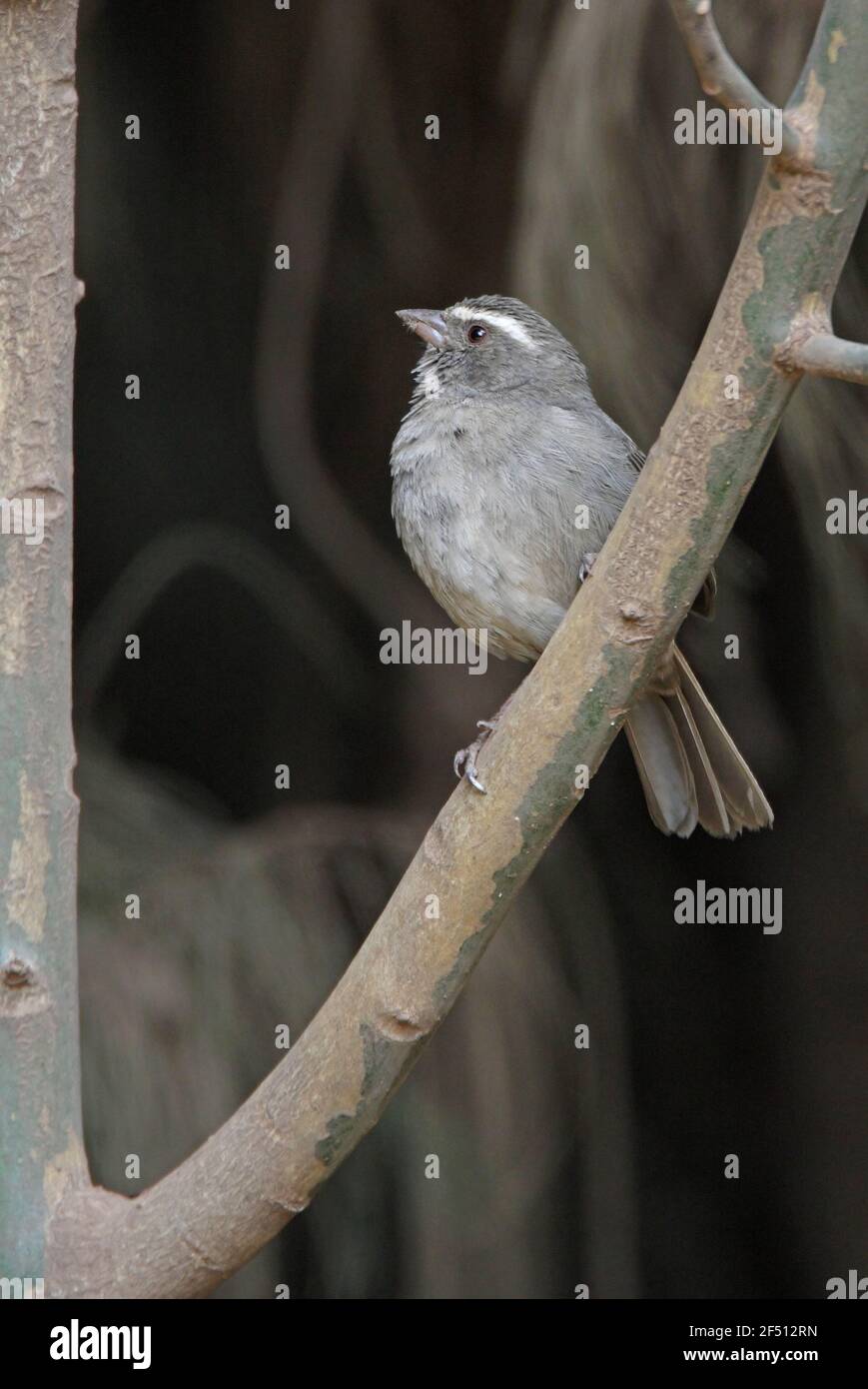 Brown-rumped Seedeater (Crithagra tristriata) adult perched on branch ...