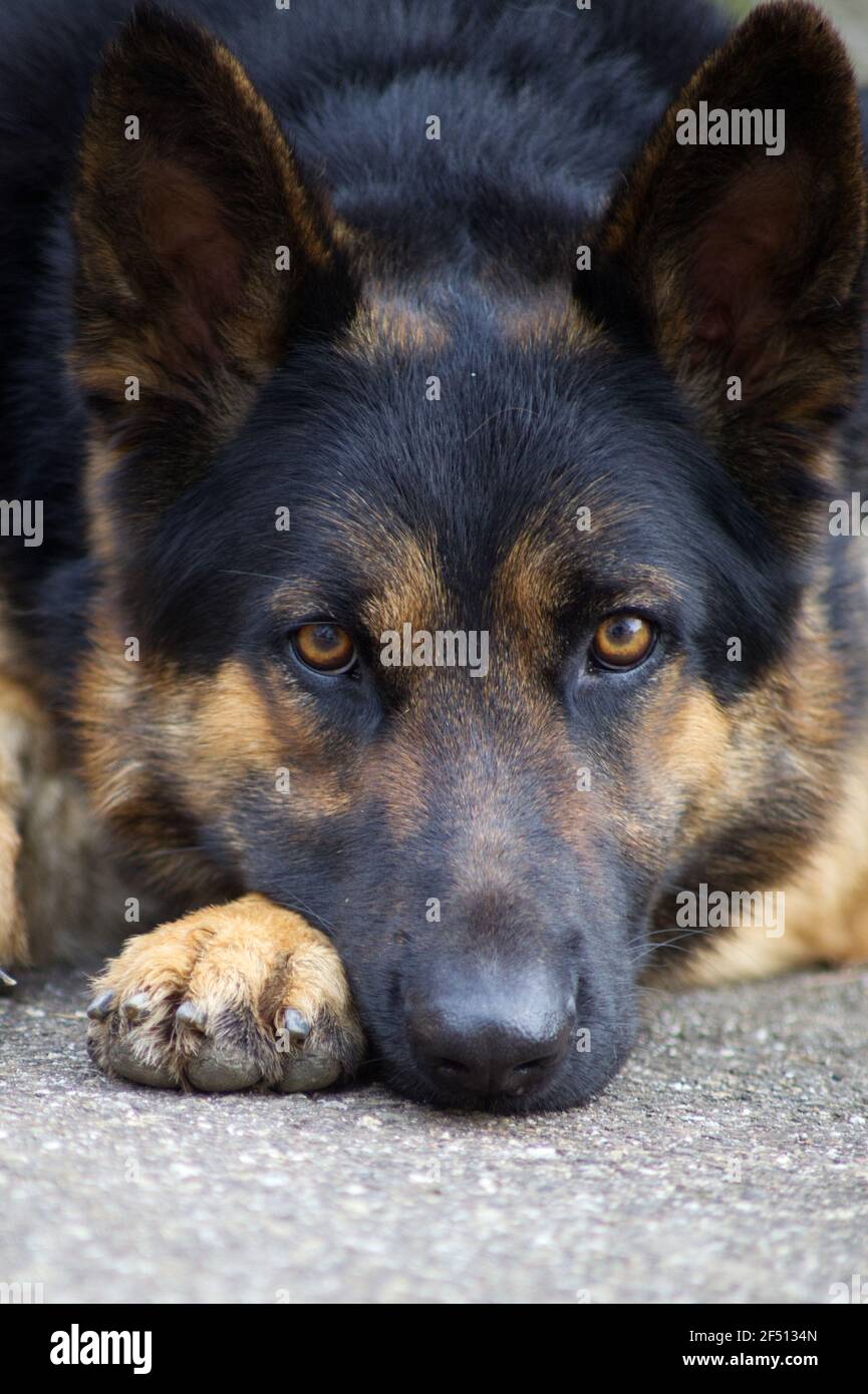 beware of guarding dog. German shepherd watch frontal Stock Photo - Alamy