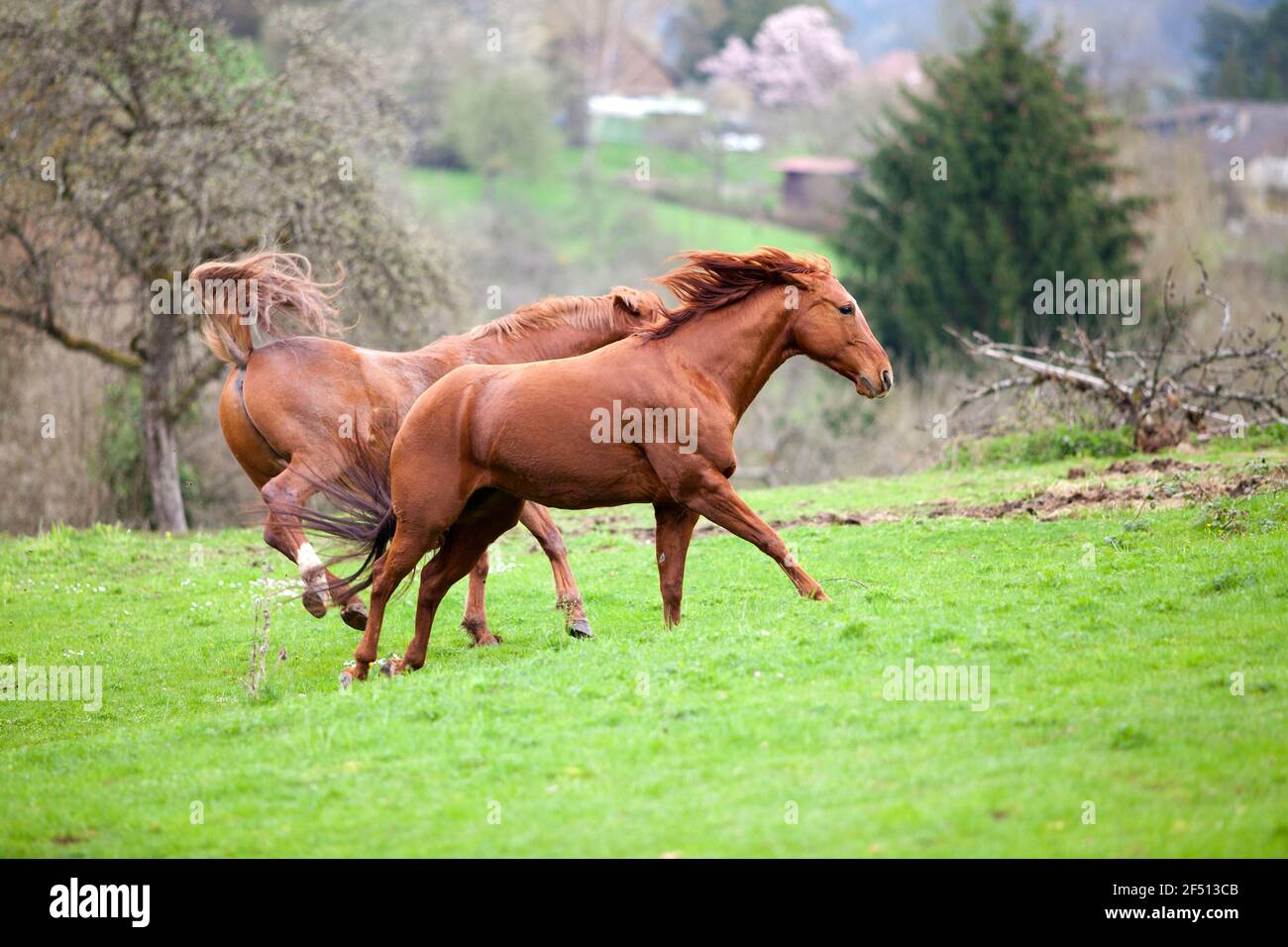 Horse buck and kick out Stock Photo - Alamy