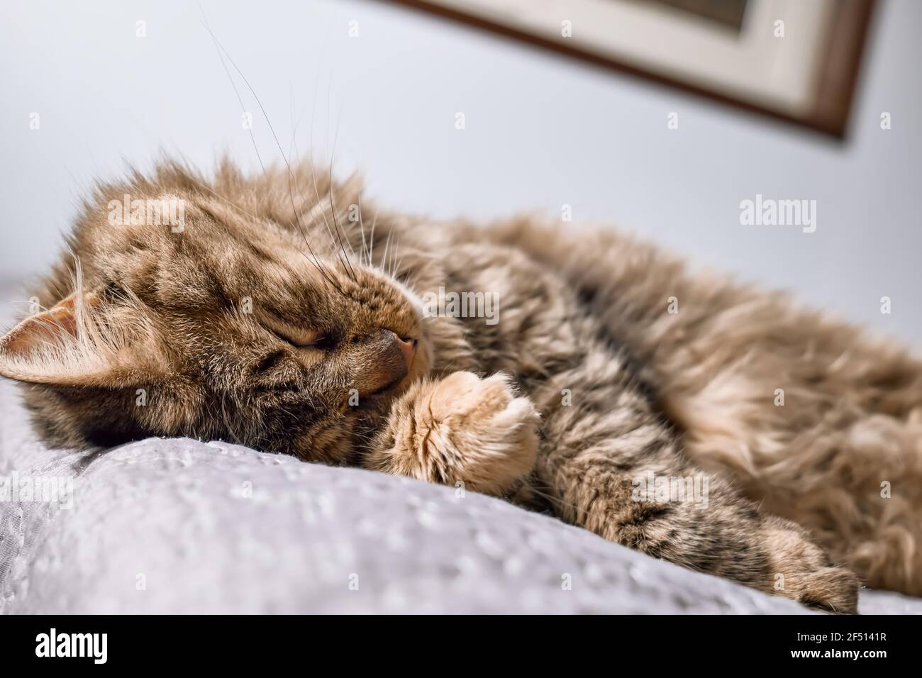 Beautiful striped ginger cat with long hair, green eyes and long ...