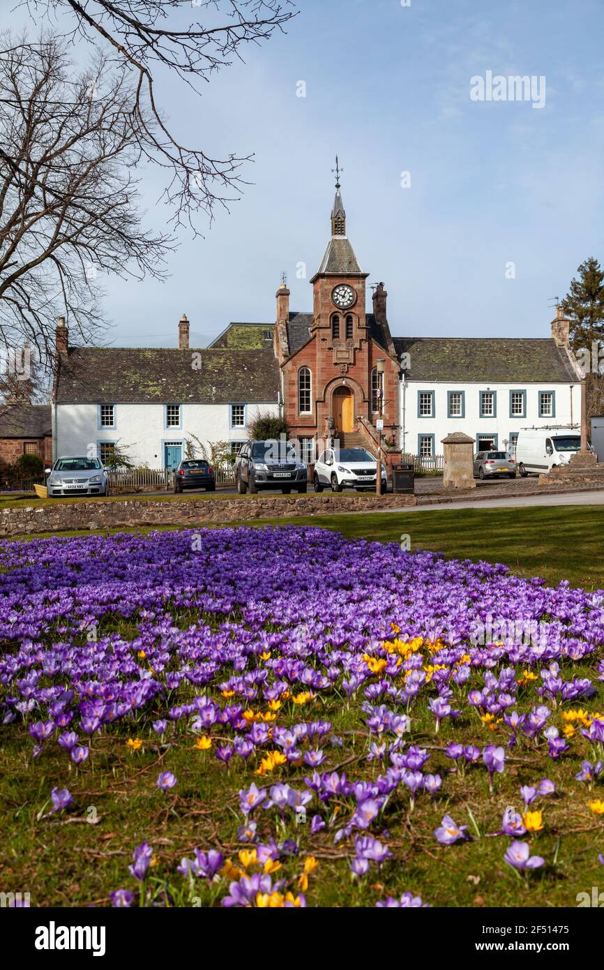 Purple Crocus flowers in front of Gifford Town Hall, Gifford East ...
