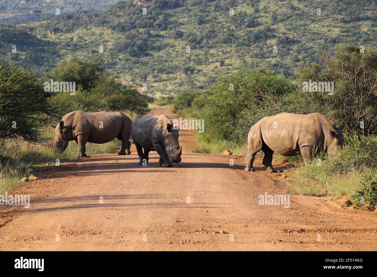 Pilanesberg National Park Safari