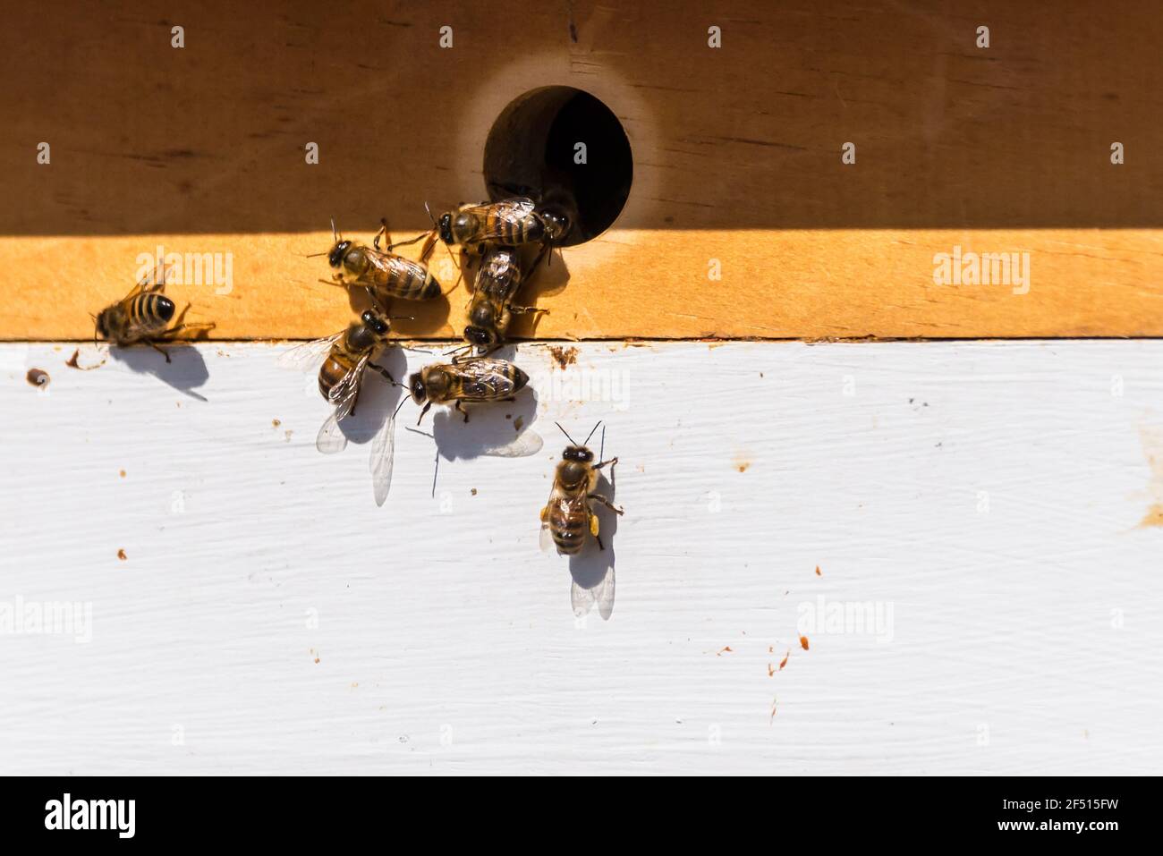 Closeup of bees at a man made beehives Stock Photo - Alamy