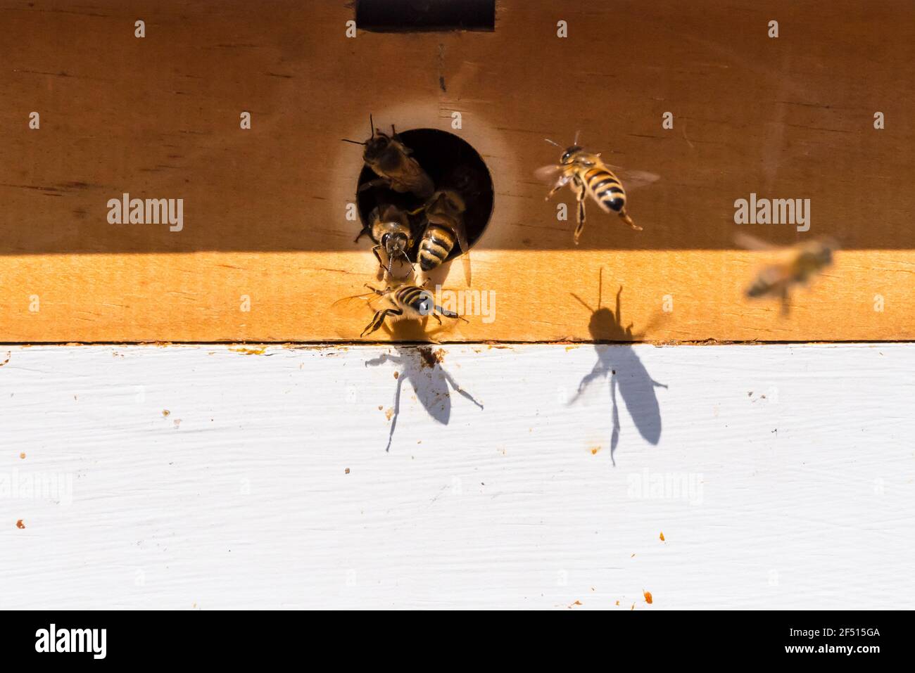 Closeup of bees at a man made beehives Stock Photo - Alamy