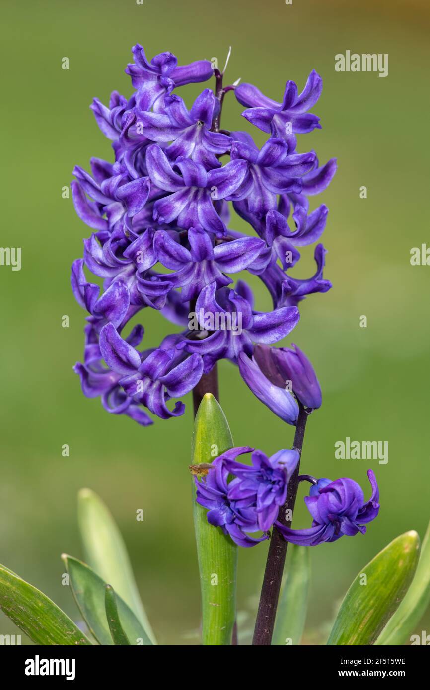 Close up of a purple common hyacinth (hyacinthus orientalis) flower in ...