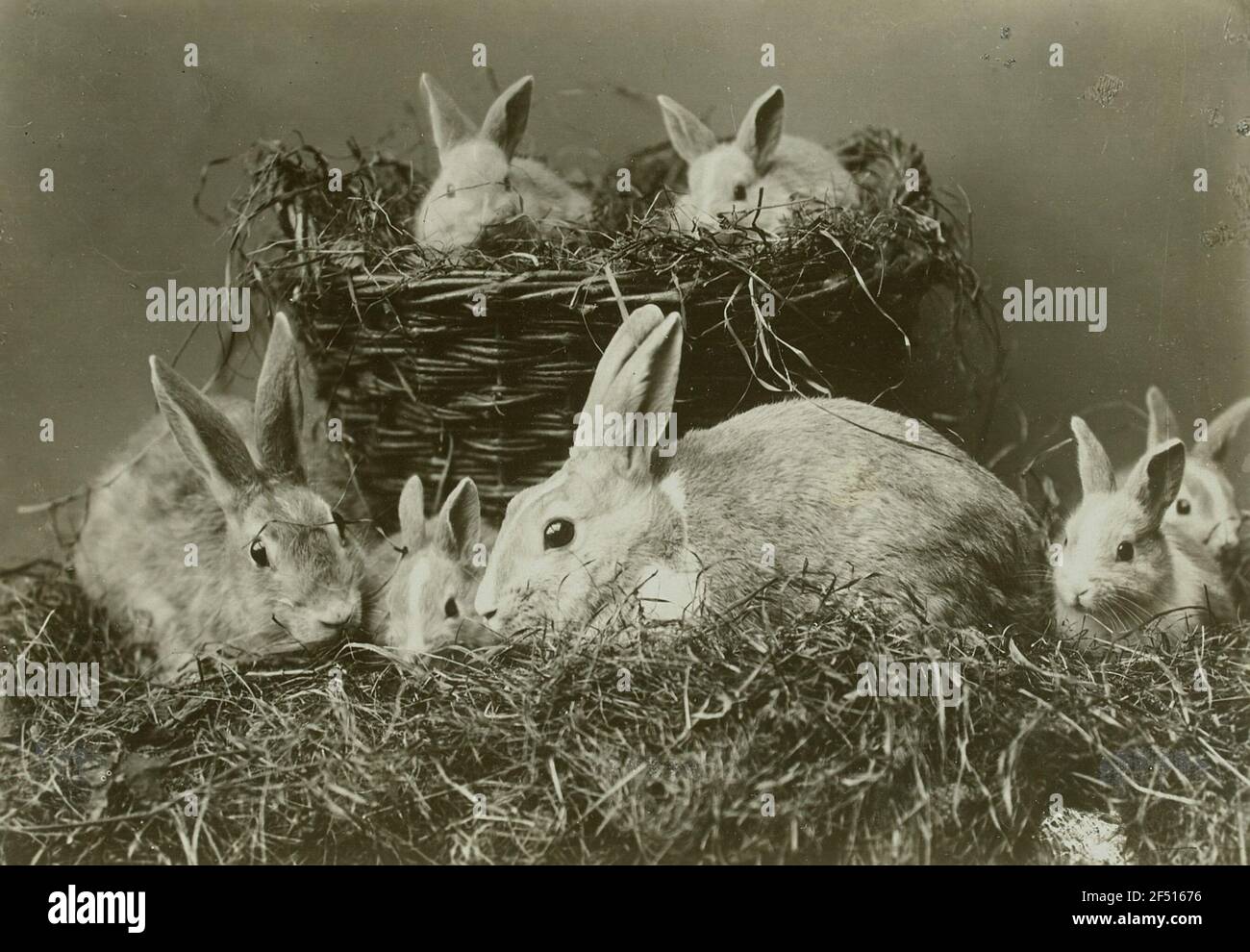 Mountain rabbits hi-res stock photography and images - Alamy
