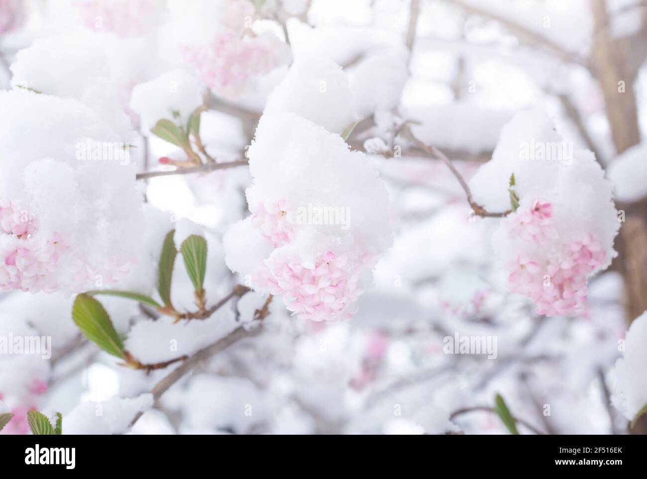 Light pink lilac flowers after snowy weather, horizontal format Stock ...
