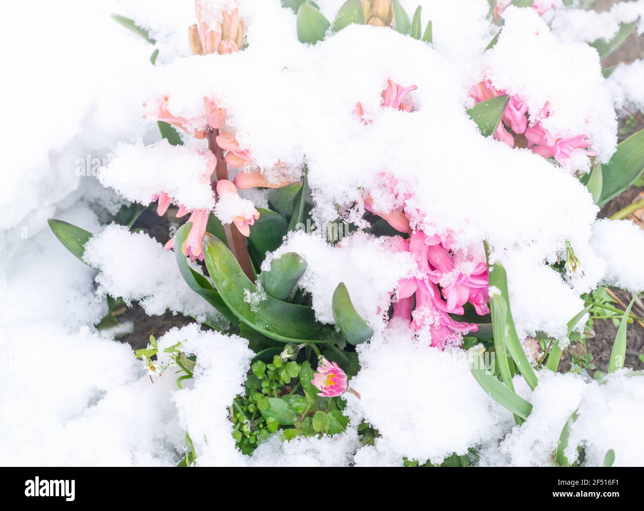 Pink hyacinths under the snow, horizontal format Stock Photo - Alamy