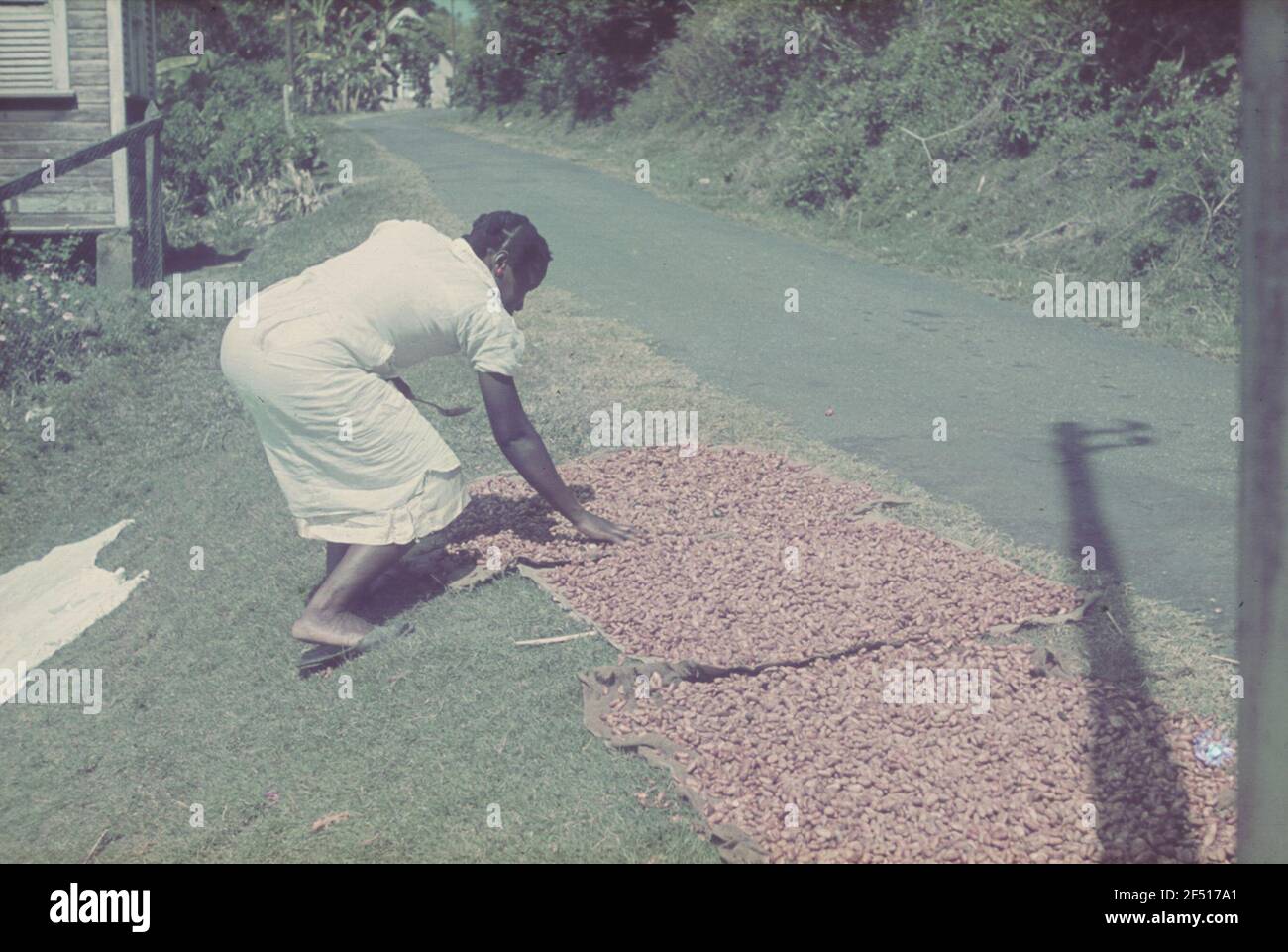 Travel photos Grenada. Woman when turning cocoa beans designed to dry ...