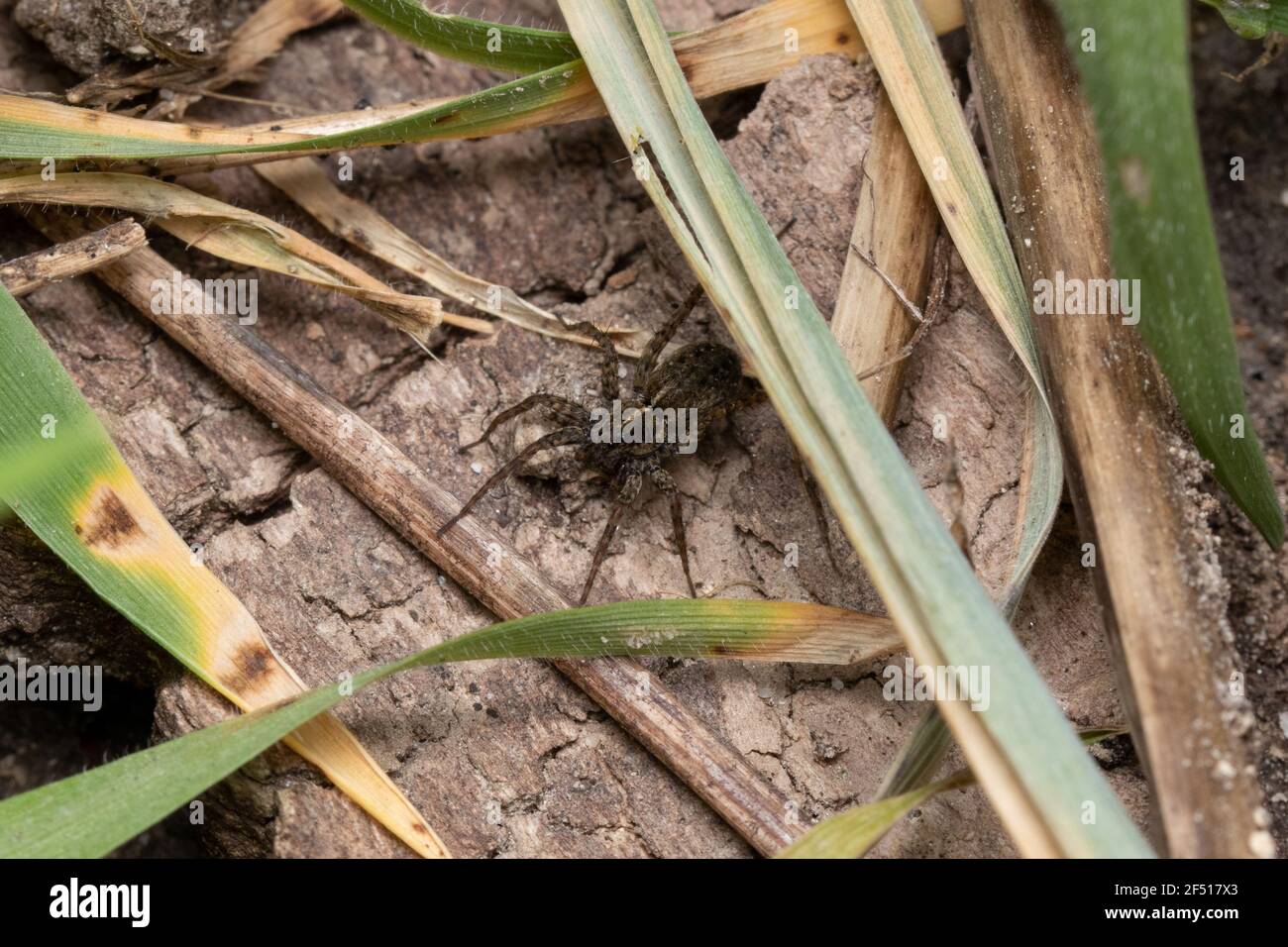 Macro closeup of a huge spider on the stone Stock Photo - Alamy