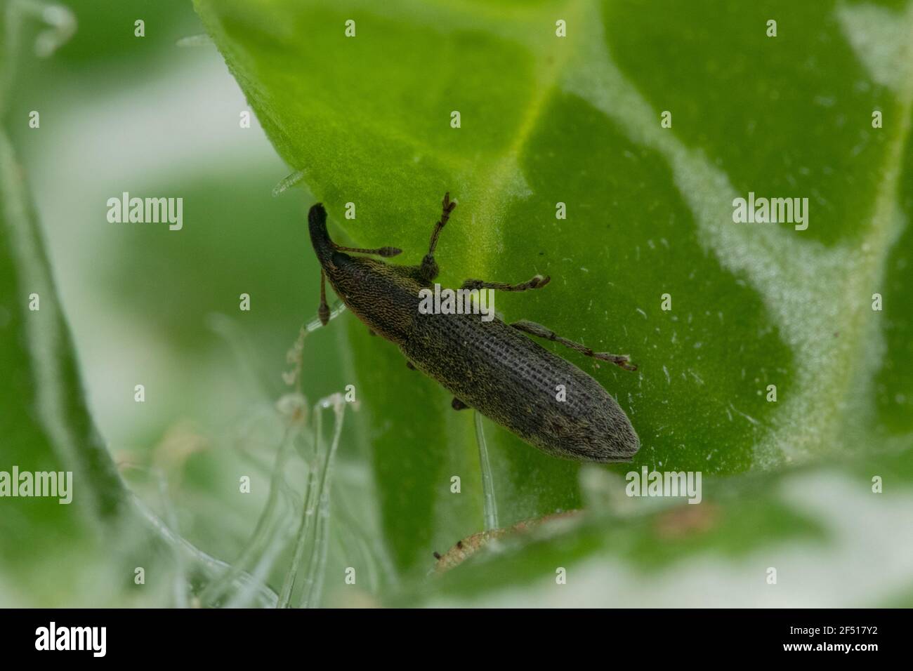 Click beetles hi-res stock photography and images - Alamy