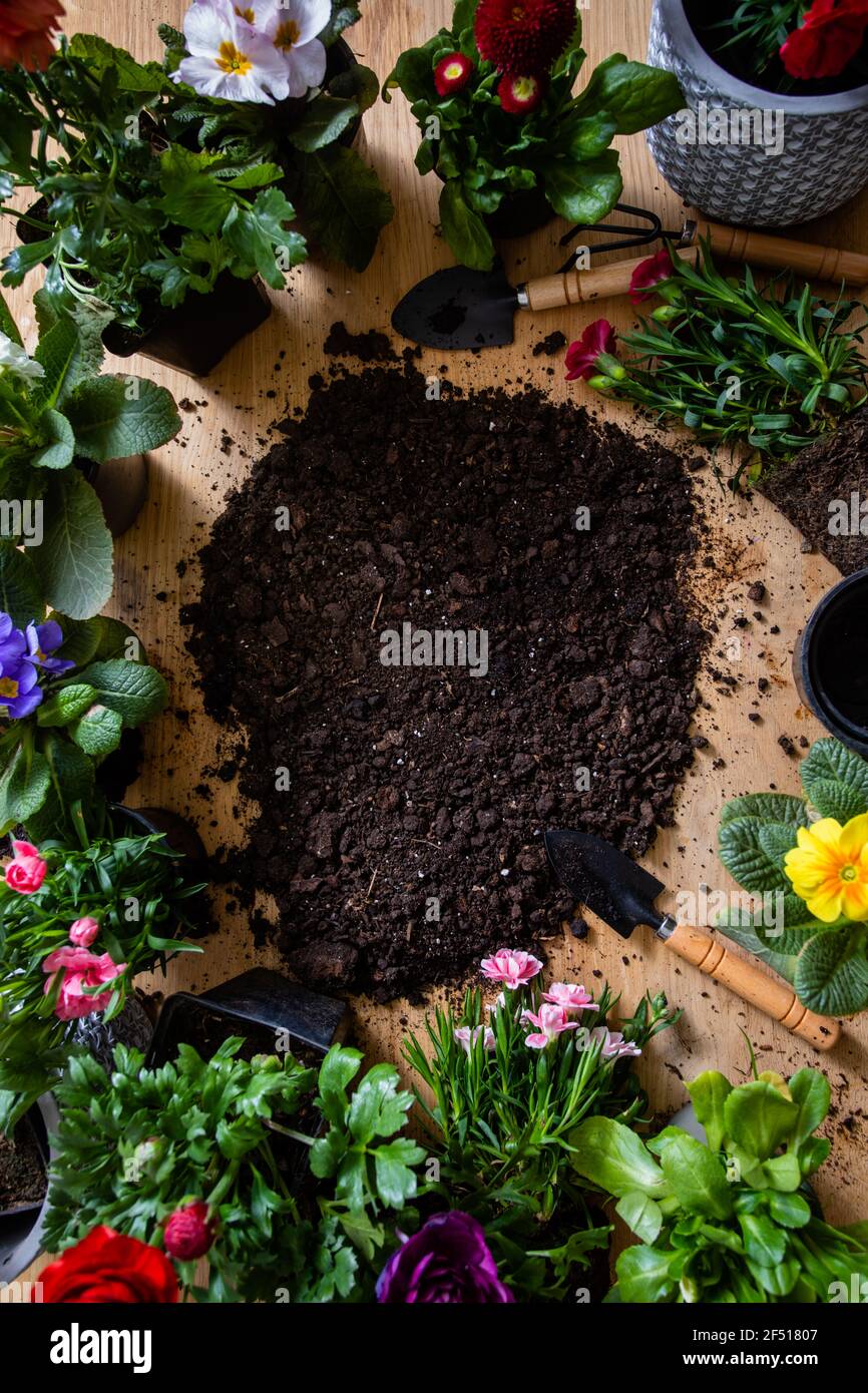 Top view of various flowers in pots stand around the soil Stock Photo ...
