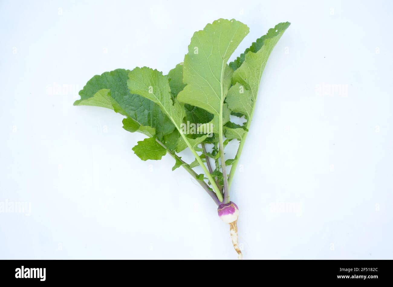 Closeup shot of a small turnip with fresh green leaves isolated on ...