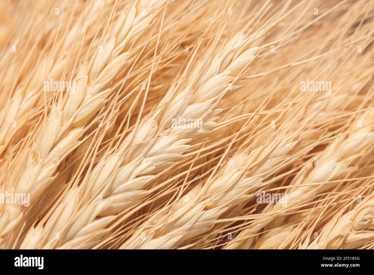 Golden close up shot of wheat fills the frame Stock Photo - Alamy