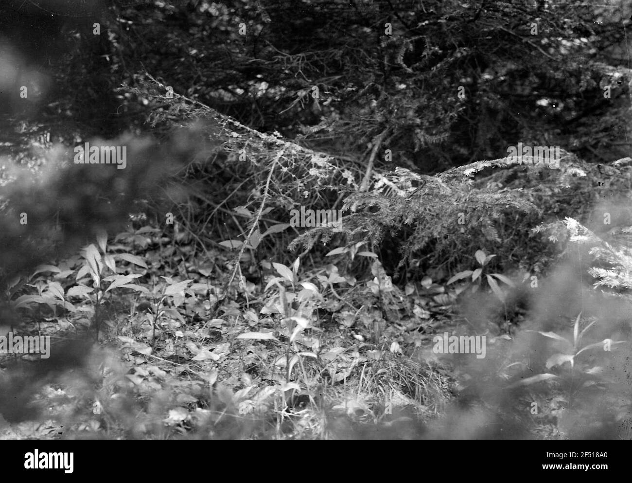 Plants canopy Black and White Stock Photos & Images - Alamy