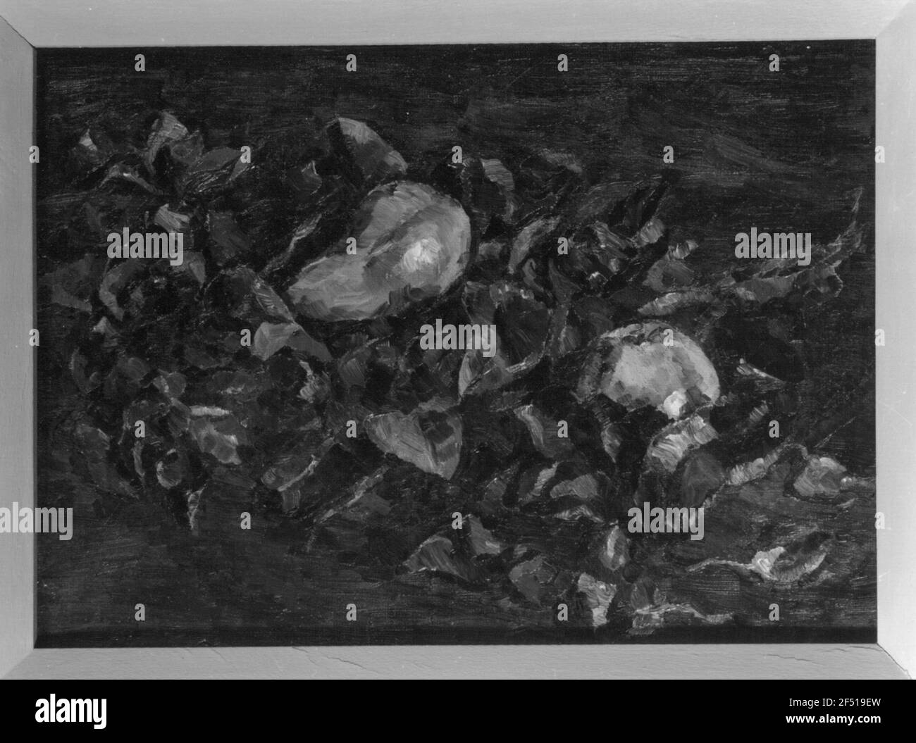 Pear orchard Black and White Stock Photos & Images - Alamy