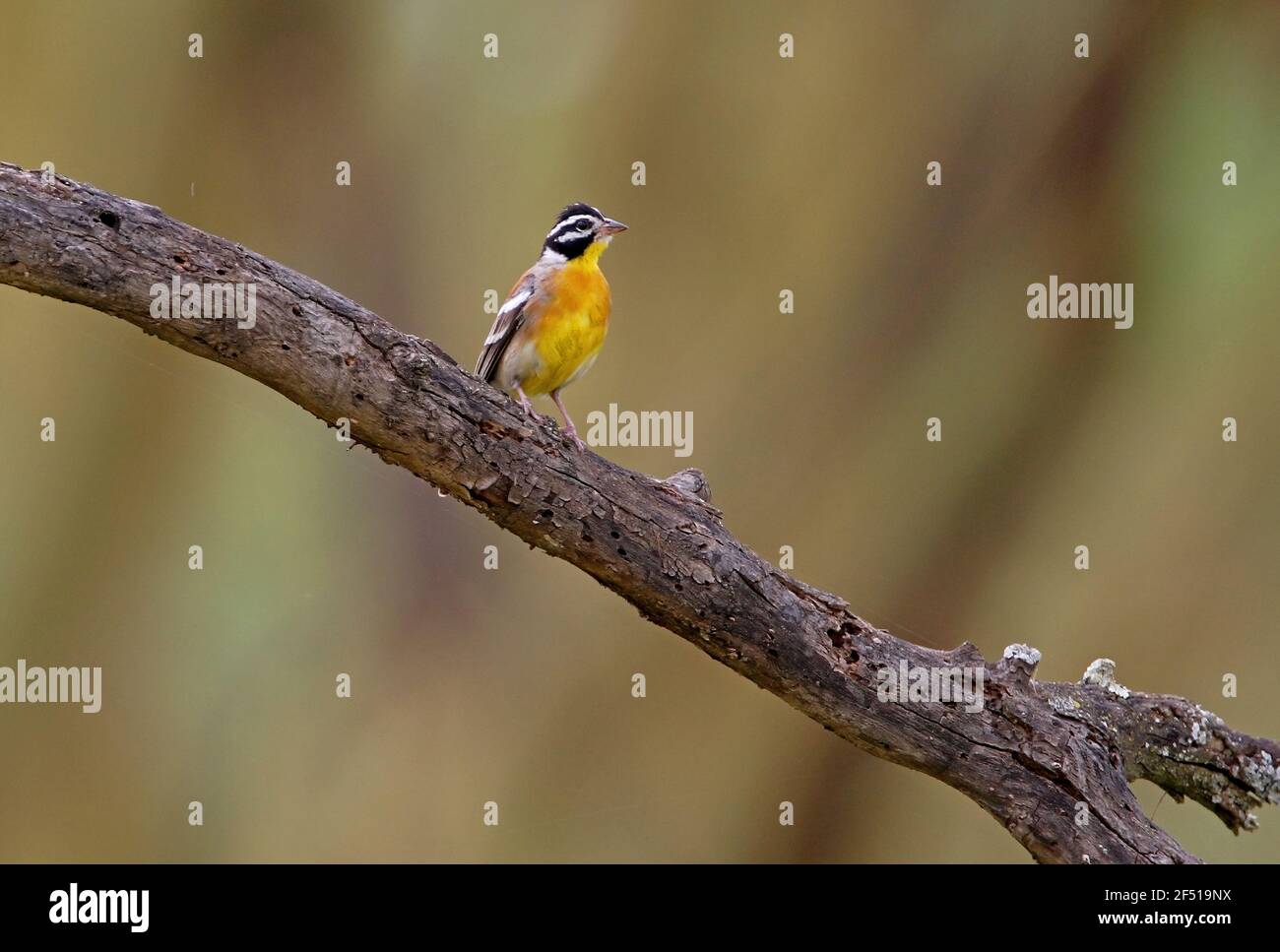 Golden breasted bunting hi-res stock photography and images - Alamy