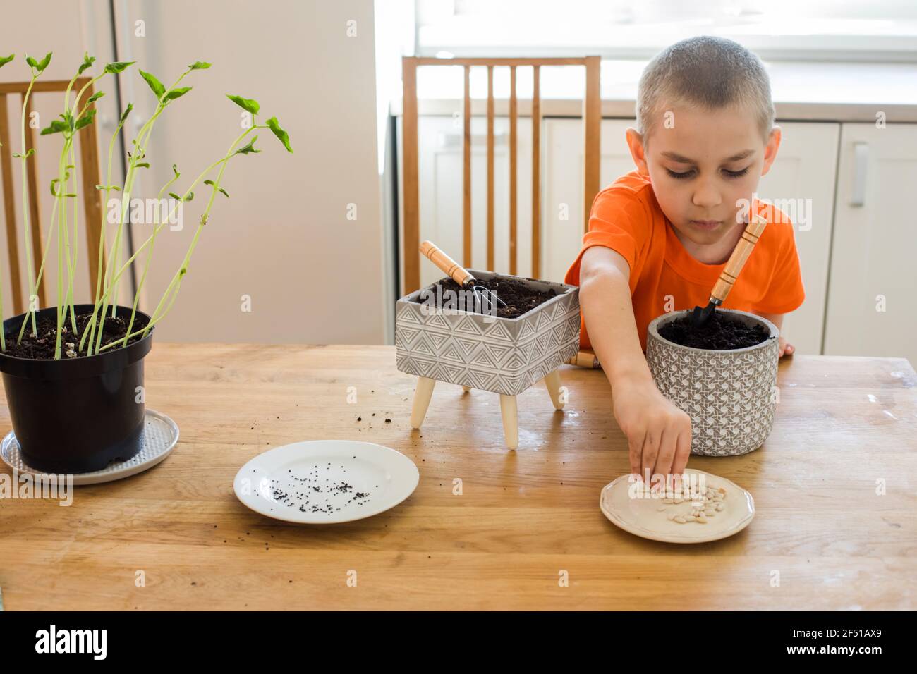 Kid learning to plant seed by himself Stock Photo - Alamy