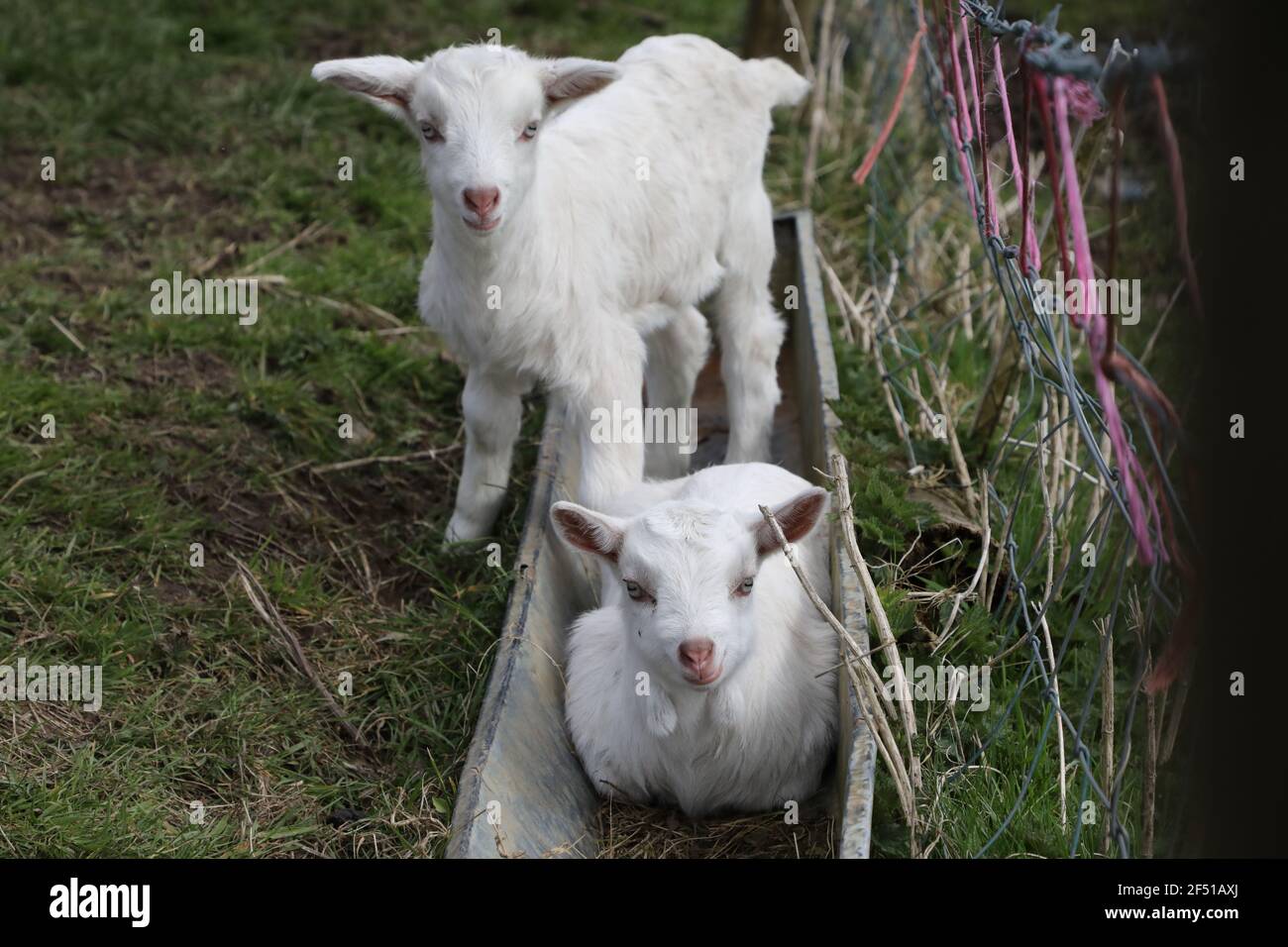 Two kids with farm animals hi-res stock photography and images - Alamy