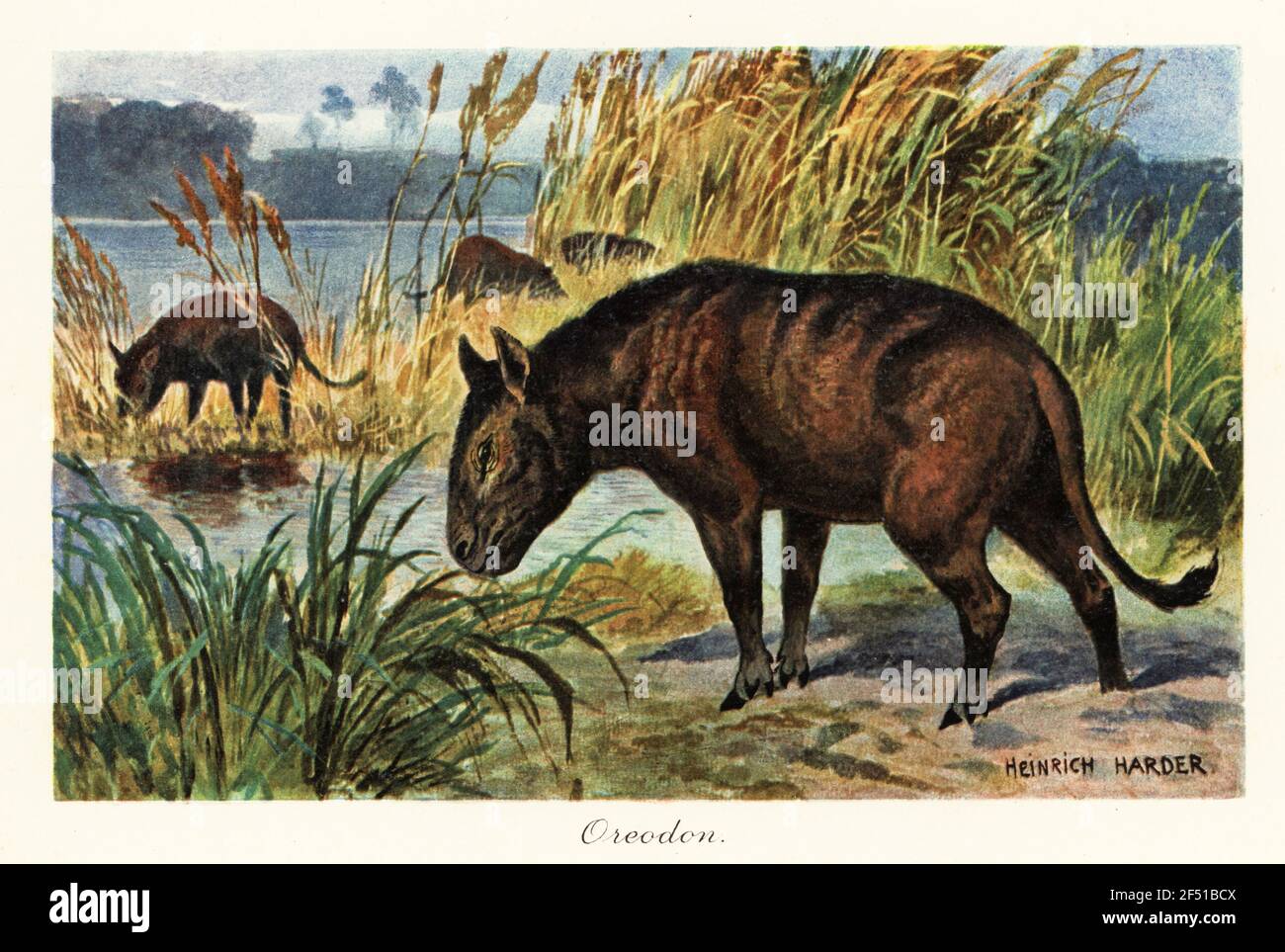 Merycoidodon culbertsoni hi-res stock photography and images - Alamy