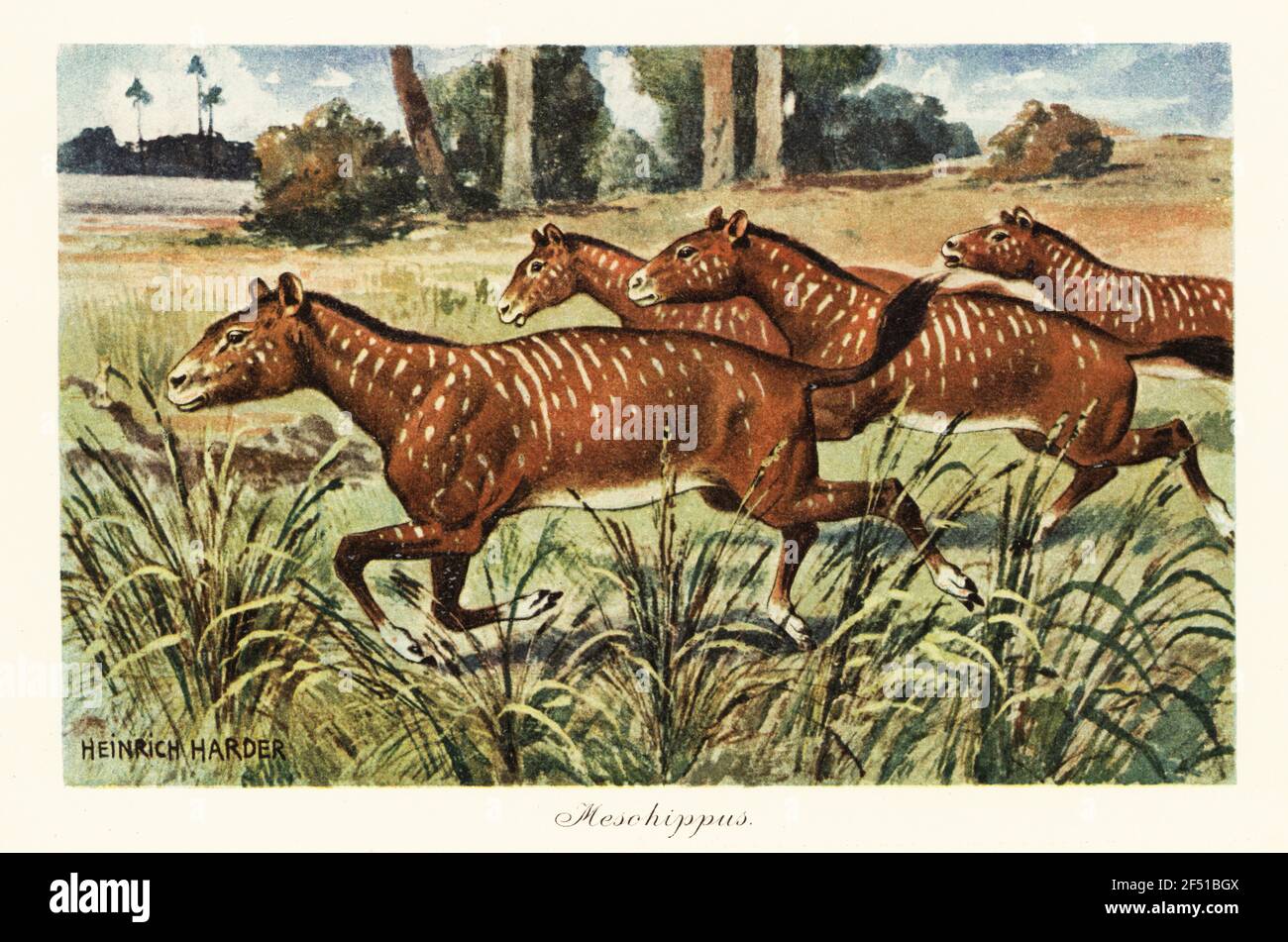 Extinct Horses