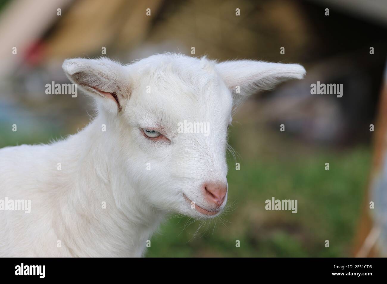 Relaxed goat hi-res stock photography and images - Alamy
