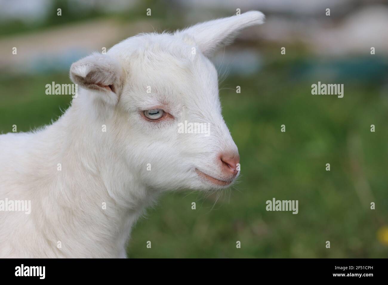 Goat tail hi-res stock photography and images - Alamy